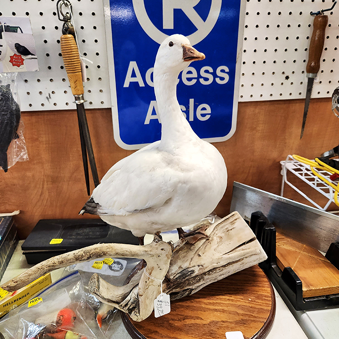 Honk if you love quirky decor! This regal goose proves that even taxidermy can have a sense of humor in the world of vintage finds.