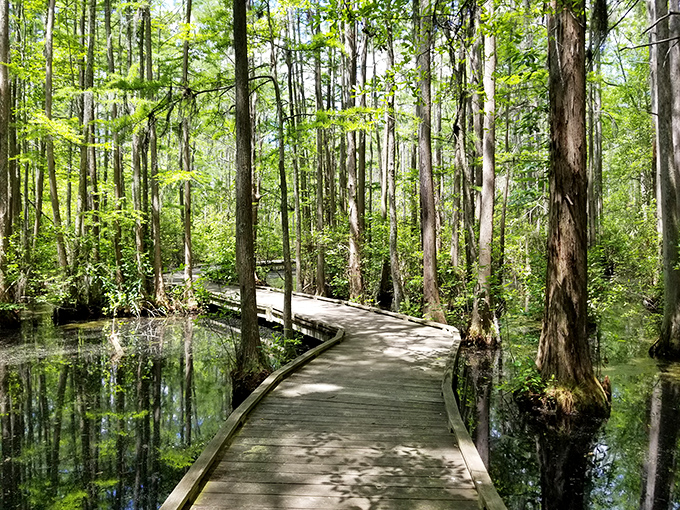 Who needs yellow brick roads when you've got wooden walkways? Follow this path to emerald wonders that would make Oz jealous.