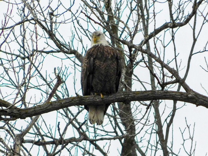 Eagle eye view! This majestic bird's got the best seat in the house. Talk about living life in the penthouse suite of nature!