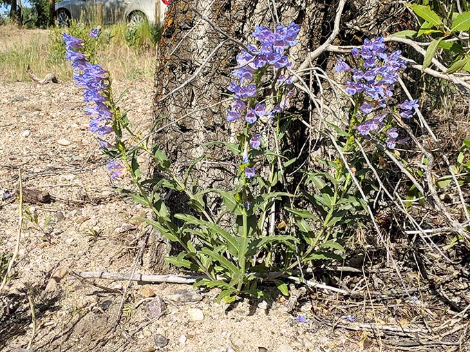 "Purple reign! These wildflowers are putting on a show that would make Prince proud, adding a pop of color to the rugged landscape."
