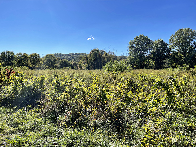 Egret or regret? This elegant bird strikes a pose that would make any yoga instructor jealous. Namaste, feathered friend!