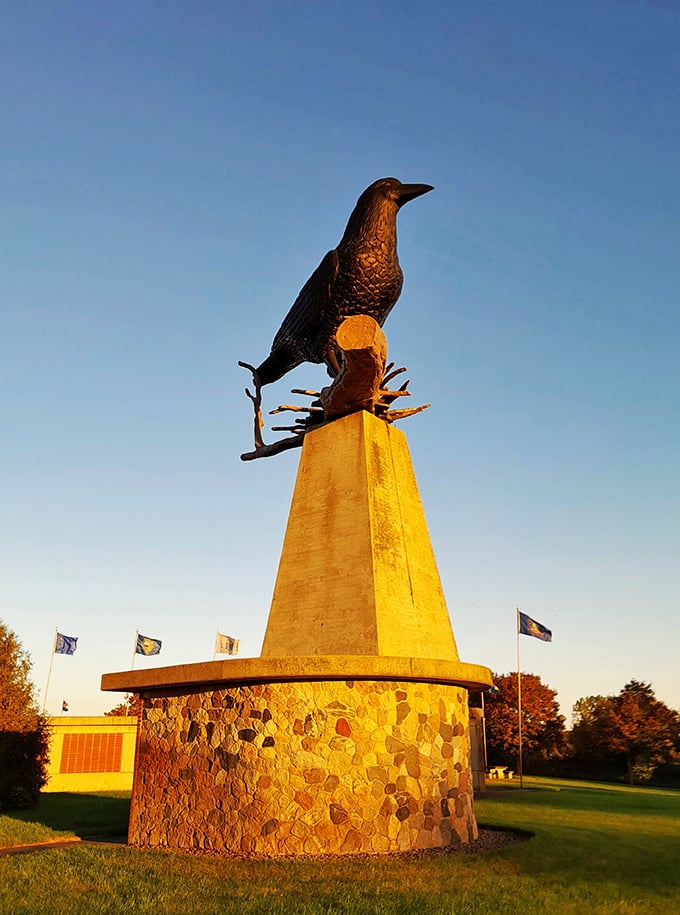 Sunset paints our feathered friend in golden hues. It's like nature's own Instagram filter for the world's most photogenic crow.