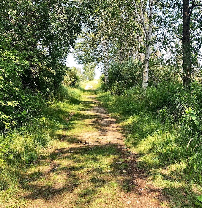 Nature's red carpet! This trail is inviting you to take a walk on the wild side. Time to channel your inner explorer and see where it leads.