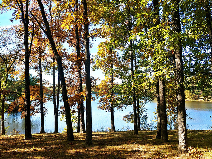 Trees standing tall, nature's own skyscrapers. They've seen more seasons than a binge-watcher's Netflix account.