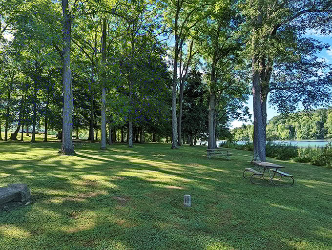 Nature's cathedral awaits! These towering trees create a canopy so majestic, you'll feel like you've stepped into a real-life fairy tale.