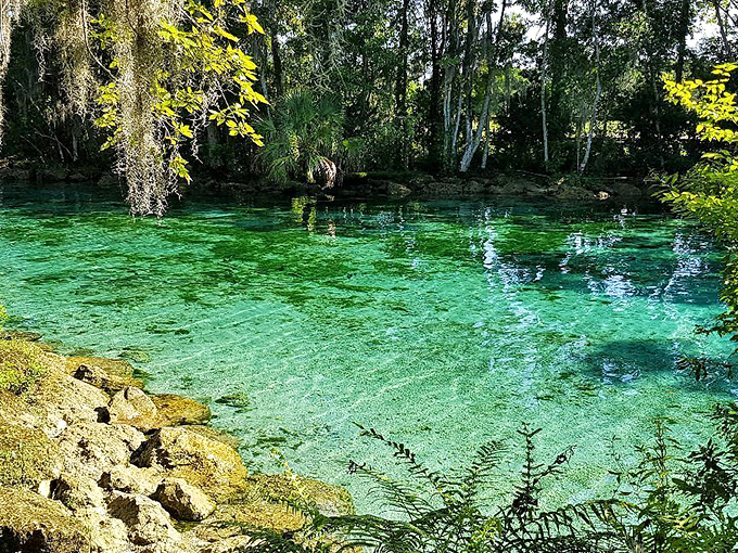Crystal River's springs: Crystal-clear waters and curious sea cows. It's nature's own aquarium &ndash; no glass needed!