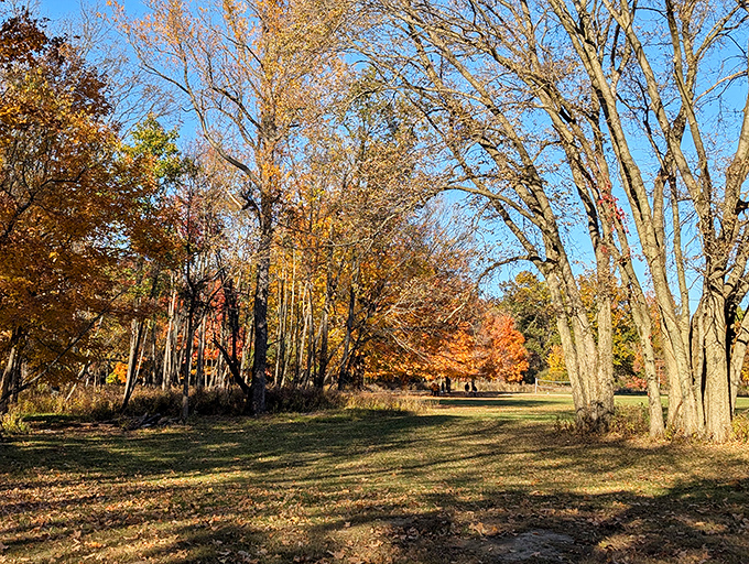 Autumn in Kickapoo: Where trees trade their green party clothes for gold and crimson cocktail attire. Nature's fashion week is in full swing!