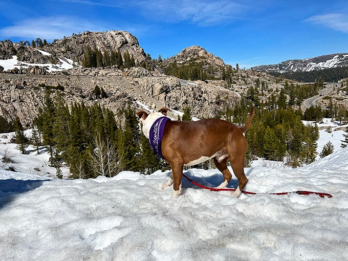 Who let the dogs out? This four-legged explorer is living his best life, proving adventure is for everyone!
