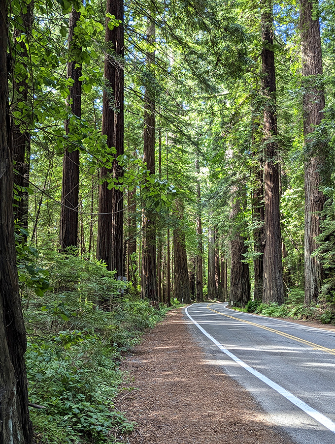 The road less traveled&hellip; by anything smaller than a sequoia: This winding path through the redwoods is nature's version of the yellow brick road.