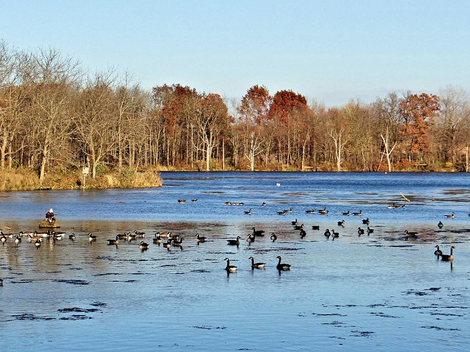 Shabbona Lake's waterfowl welcoming committee. These ducks have mastered the art of social distancing long before it was cool.