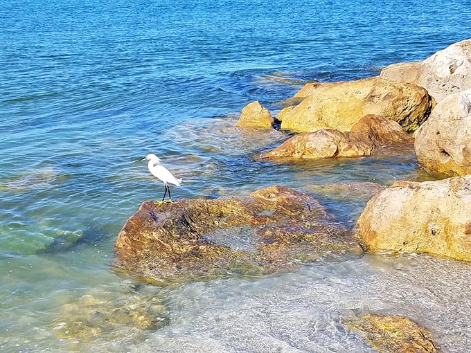 Birdie's private beach club! This snowy egret has found the best seat in the house for Captiva's daily nature show. Talk about VIP access!
