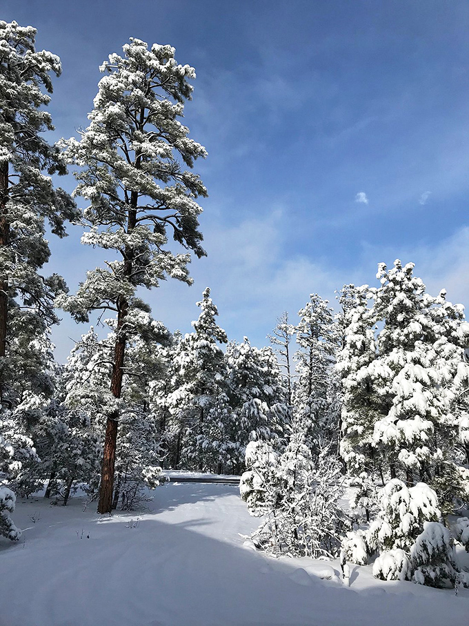 Winter wonderland, Arizona style! Who needs a snow globe when you've got this frosty forest fantasy?