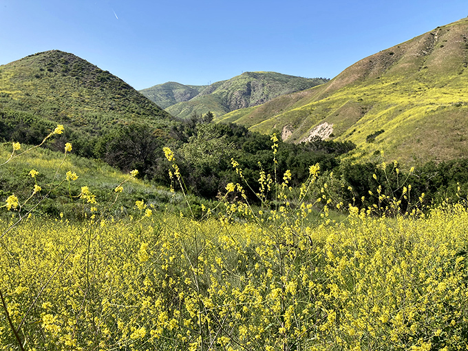 Fields of gold that would make Sting want to write another song. California dreamin' indeed - and it's not just in your head!