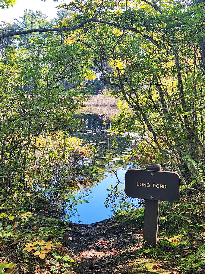 Long Pond: Where tranquility comes with a side of "Is this real life?" It's like Mother Nature's version of a screensaver, but way more zen.