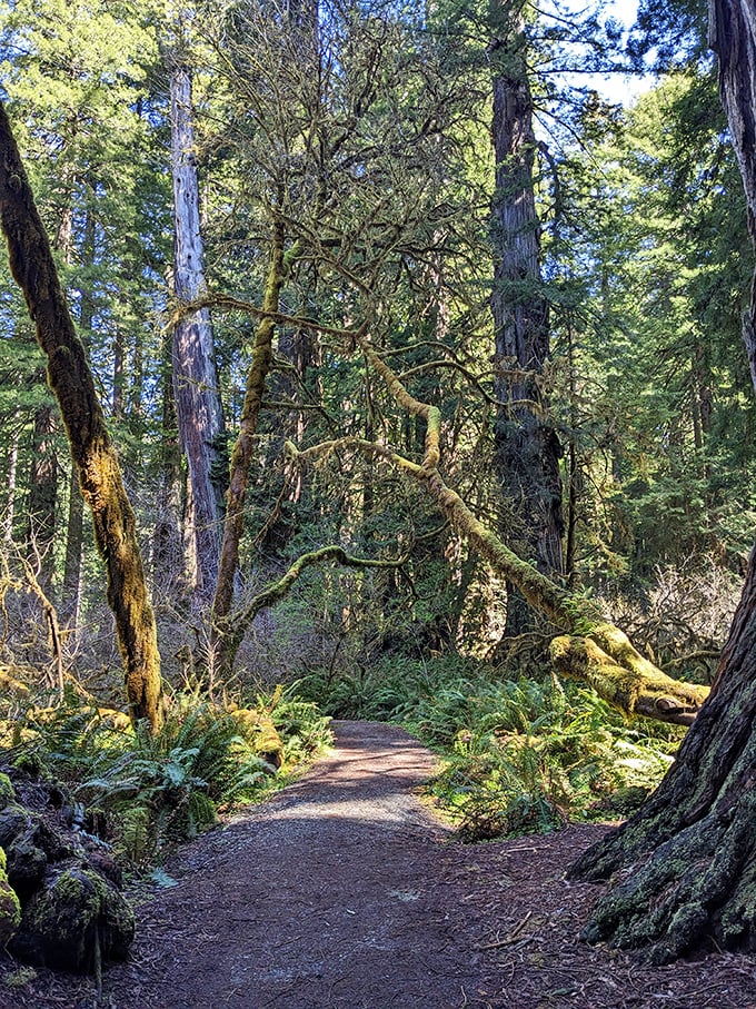 Nature's obstacle course: dodge the branches, leap over roots, and try not to get distracted by all that jaw-dropping beauty!
