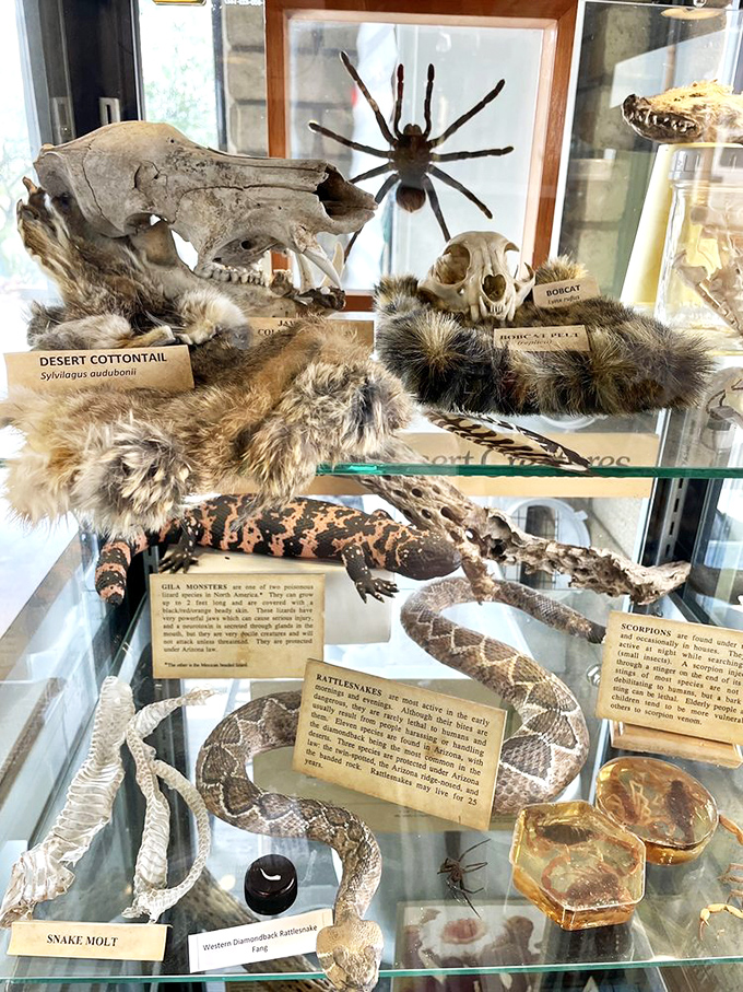 Nature's cabinet of curiosities! This exhibit showcases the desert's wild residents. It's like a natural history museum, minus the stuffy atmosphere.