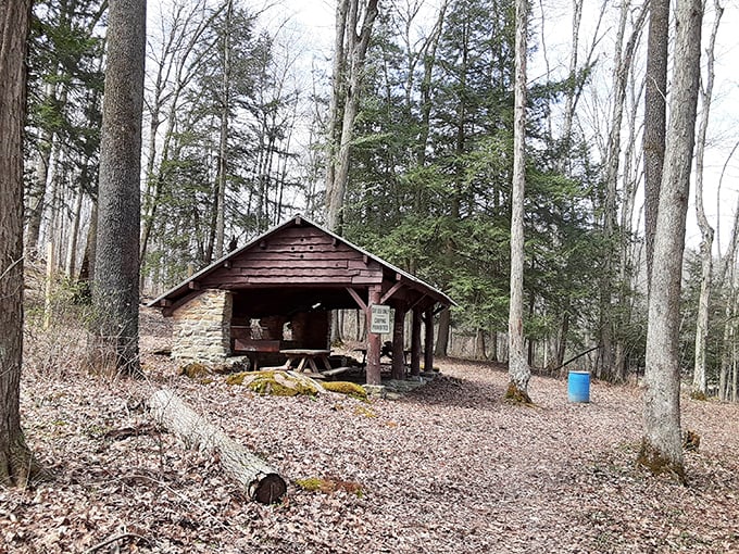 Rustic retreat: This woodland shelter offers a cozy spot to rest your feet and swap trail tales. It's like a treehouse for grown-ups!