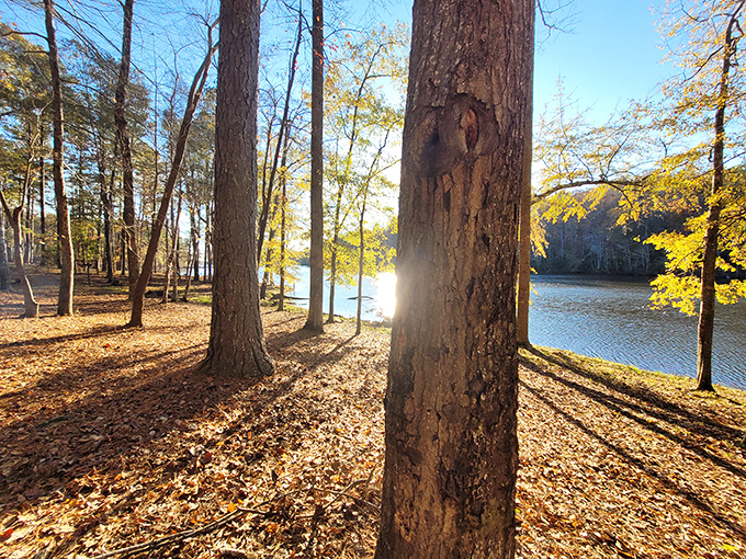 Nature's own light show. This sun-dappled scene is like Mother Nature's attempt at disco, minus the questionable fashion choices.