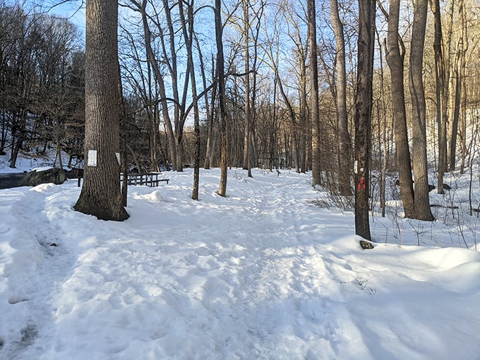 Winter wonderland, New Jersey style! It's like stepping through the wardrobe into Narnia, but with better pizza nearby.