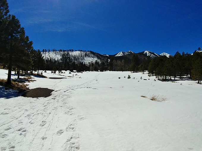 Winter wonderland, Arizona style! Who needs a snow globe when you've got this real-life frosty paradise?