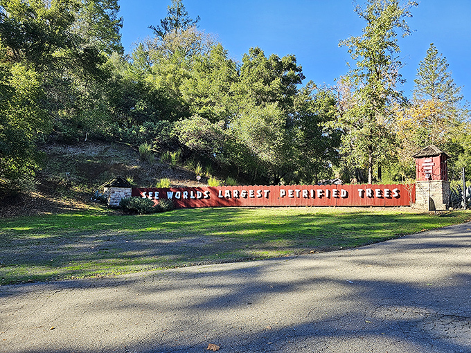 "See World's Largest Petrified Trees" &ndash; because size does matter when it comes to million-year-old wooden wonders.