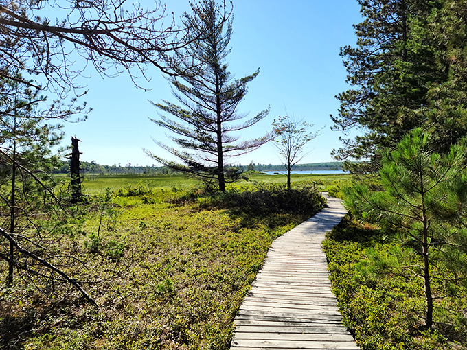 Follow the wooden brick road: This inviting trail leads to adventures unknown. Who needs yellow when you've got natural beauty?