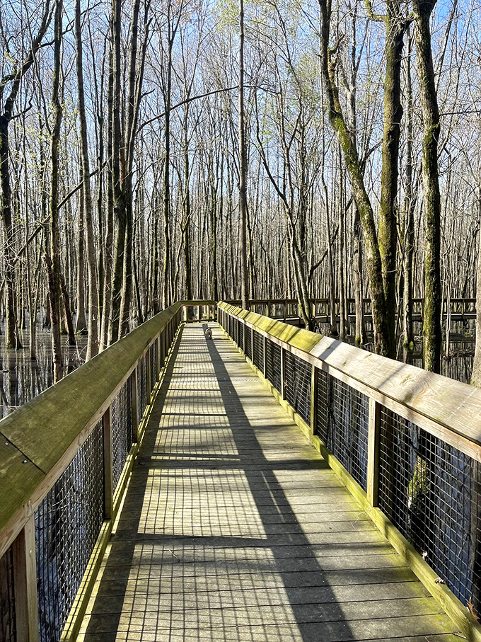 Stairway to heaven? Nah, just a really cool boardwalk. But hey, who says you can't find enlightenment in a swamp?