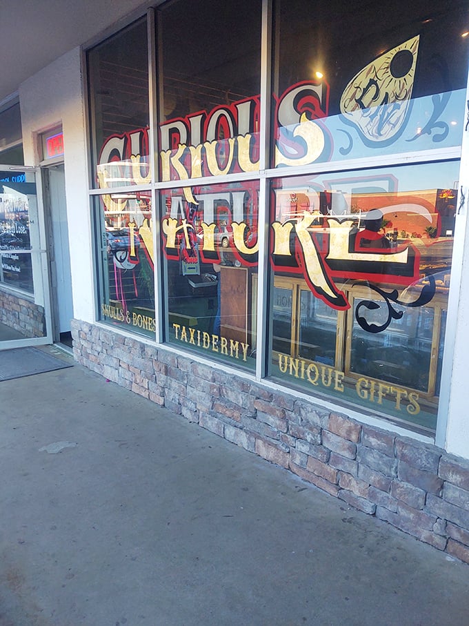 Curious Nature: Where natural history meets the Addams Family! This Phoenix oddity shop is a treasure trove of ethically sourced wonders and wild curiosities.