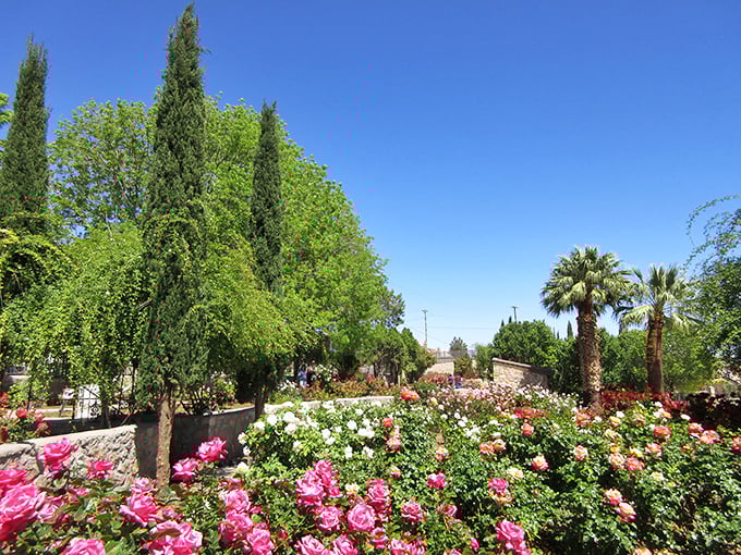 Cypress sentinels stand guard over a floral paradise. This rose garden is like nature's own red carpet, minus the paparazzi.