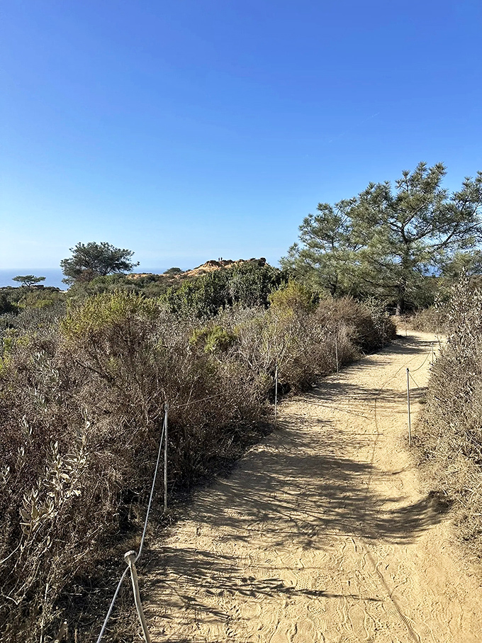 Nature's red carpet: Razor Point Trail unfurls sandy paths and ocean views. It's like walking through a living postcard!