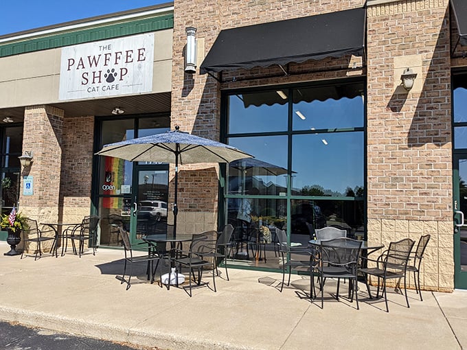 The Pawffee Shop: Where your caffeine fix comes with a side of whiskers and purrs. It's like a cat lady's dream come true!