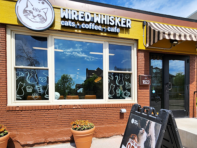 Wired Whisker: Where caffeine meets cuddles! This Duluth hotspot is the cat's meow, serving up lattes and love in equal measure.