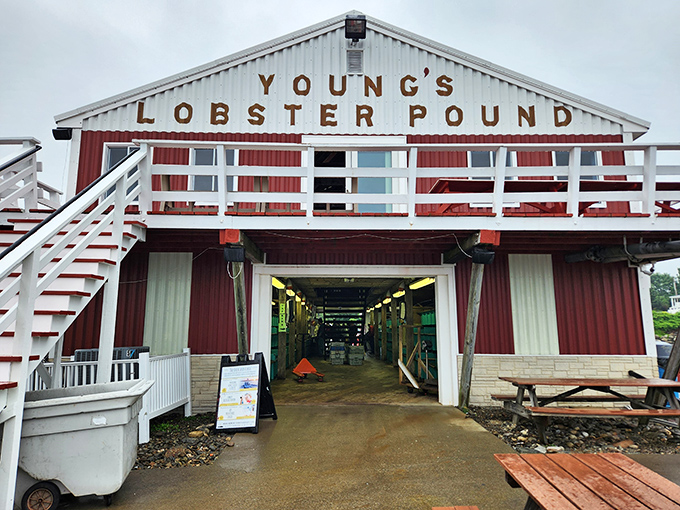 Young's Lobster Pound's iconic red building welcomes seafood lovers like a beacon of buttery deliciousness on Belfast's waterfront.