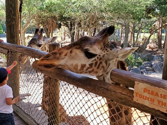 Reach new heights of excitement! Feed giraffes at eye level &ndash; it's a tall order of fun at Brevard Zoo.