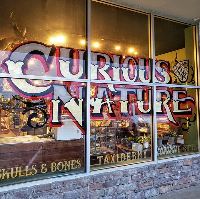 Step into Curious Nature, and you'll swear you've wandered onto the set of a Tim Burton film. Skulls, bones, and oddities galore!