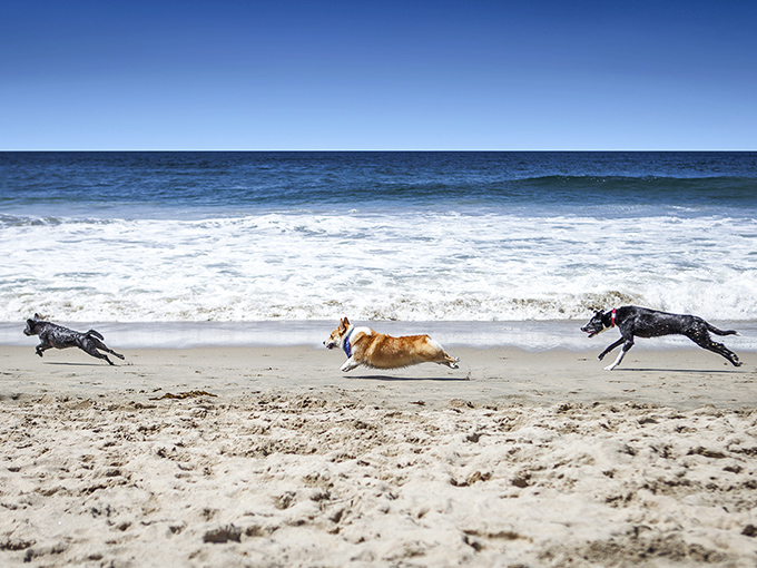 Canine Olympics in action! Three dogs sprinting across the sand, leaving paw prints and joy in their wake.