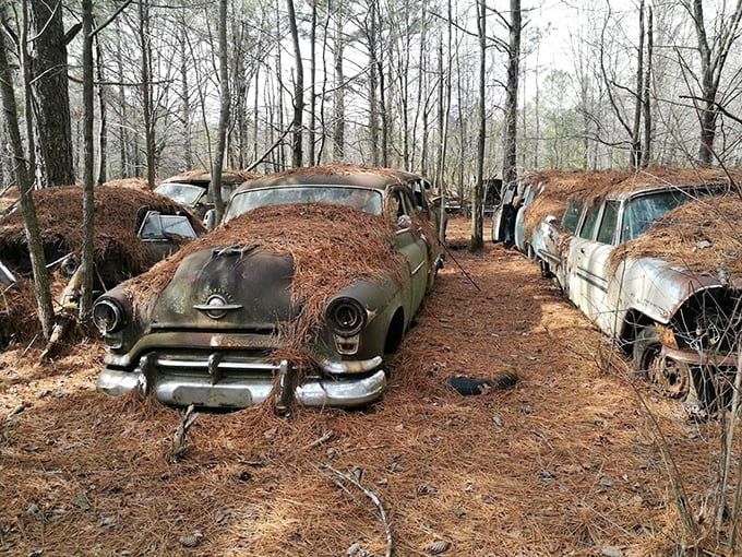 Automotive time capsule or Mother Nature's art gallery? At Old Car City USA, yesteryear's wheels are today's canvas for moss and memories.