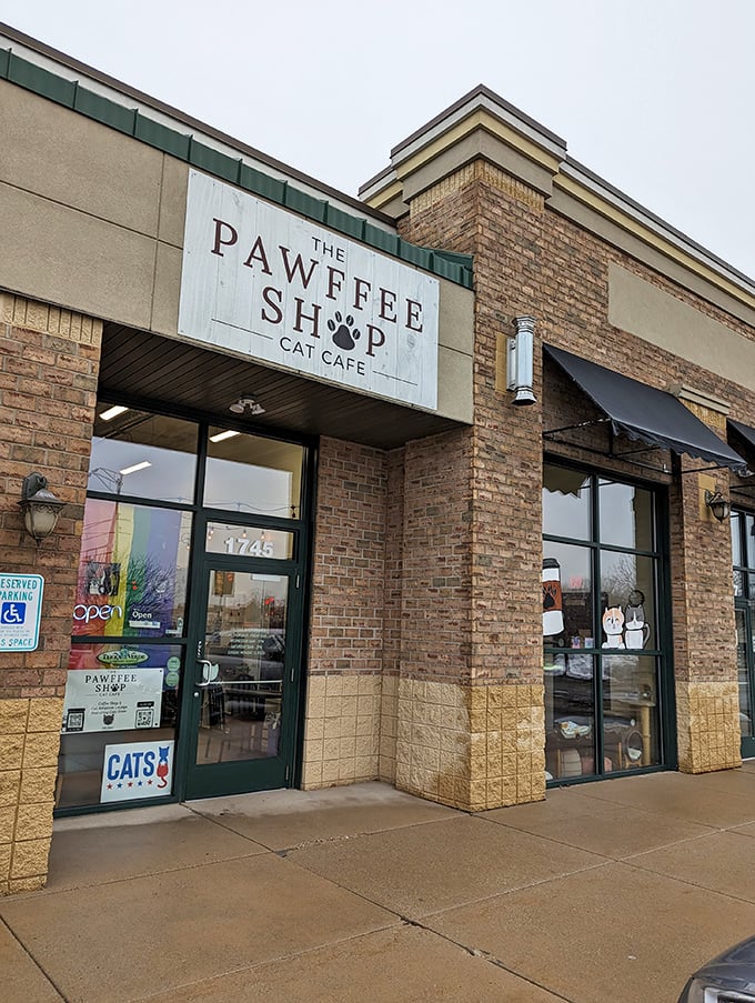 Outdoor seating at The Pawffee Shop: Perfect for people-watching or, let's be honest, pretending you're not there just for the cats.
