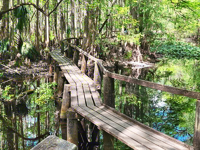 Who needs a yellow brick road when you've got this wooden wonder? This boardwalk meanders through a lush, green labyrinth of prehistoric proportions.