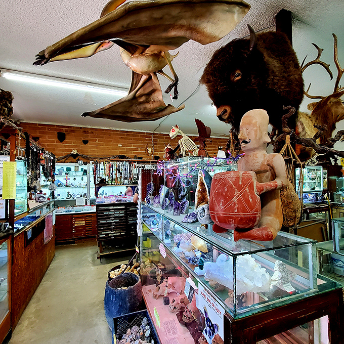 Indiana Jones would feel right at home here. From pterodactyls to peculiar artifacts, this shop is a treasure trove of the weird and wonderful.