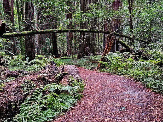 Mother Nature's obstacle course: This fallen giant creates a natural archway, proving that even in the forest, you sometimes have to limbo your way through life.