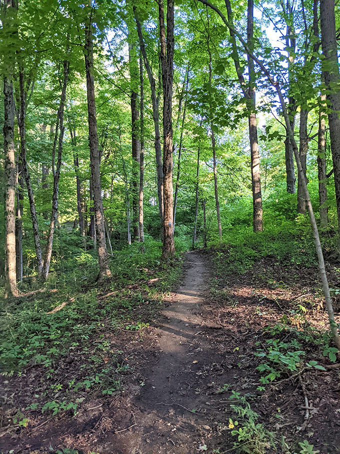 Welcome to nature's obstacle course! This winding trail promises adventure, fresh air, and the occasional "wait, was that poison ivy?" moment.