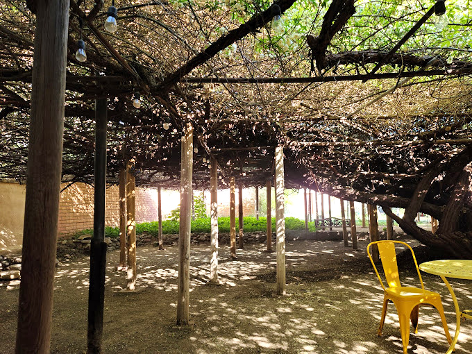 Nature's canopy or floral fortress? The world's largest rose tree creates a shady oasis that'd make even Clint Eastwood crack a smile.