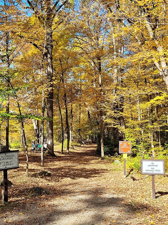 Autumn's grand entrance! It's like the trees are throwing a confetti party, and we're all invited to this golden spectacle.