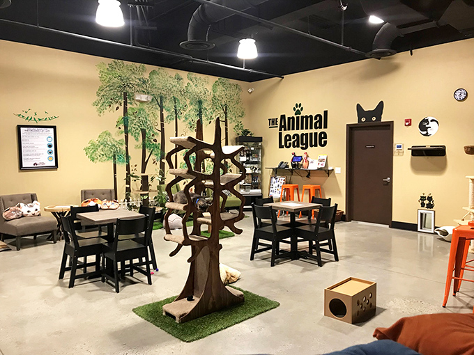 Step into a cat lover's paradise! This cozy interior is part caf&eacute;, part feline playground, with a dash of "The Jetsons" meets "Cats: The Musical."