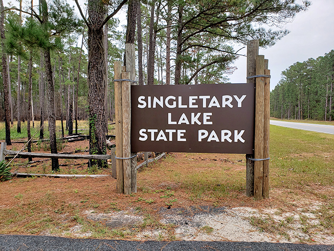 Welcome to nature's VIP lounge! This sign marks the entrance to Singletary Lake State Park, where pine trees stand as bouncers to an exclusive wilderness party.