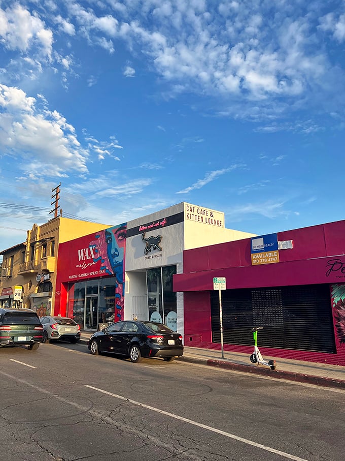A splash of color in the urban jungle. This cat cafe stands out like a beacon of hope for those seeking a furry fix in the heart of Los Angeles.