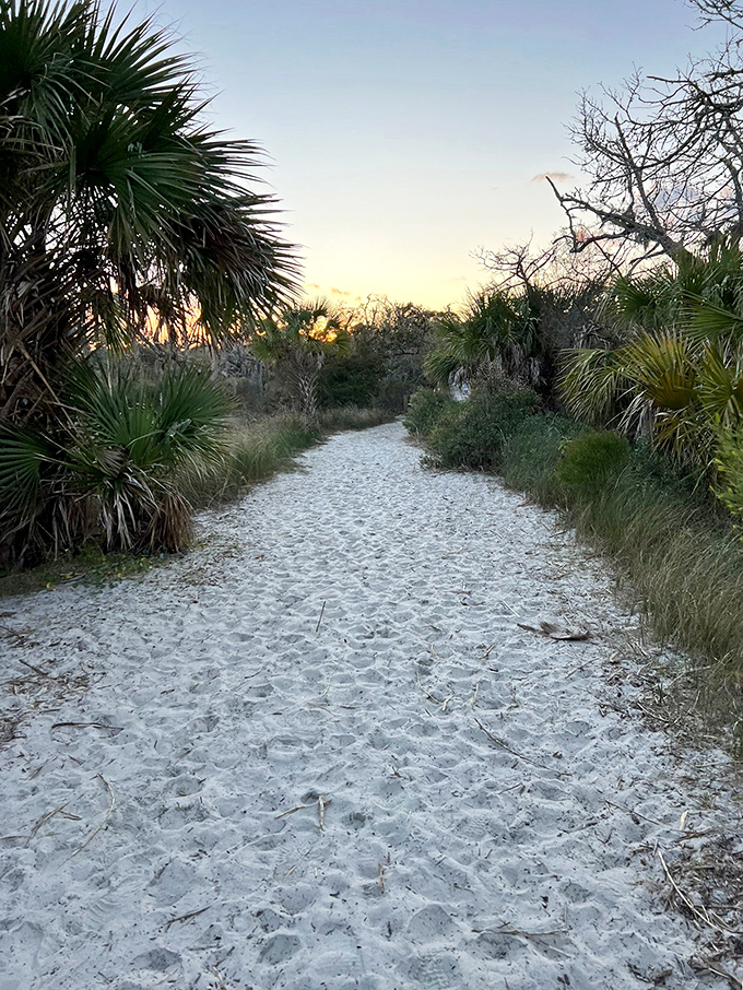 Who needs a sandcastle when you've got nature's own obstacle course? Driftwood Beach: where every step is an adventure.