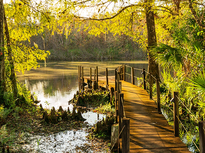 Forget yellow brick roads &ndash; this golden boardwalk leads to a wonderland where the trees whisper secrets and the water reflects your wildest dreams.