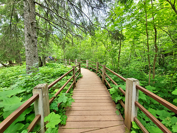 Who needs yellow brick when you've got this wooden wonder? This boardwalk through the lush forest is like stepping into a real-life fairy tale, minus the wicked witch.